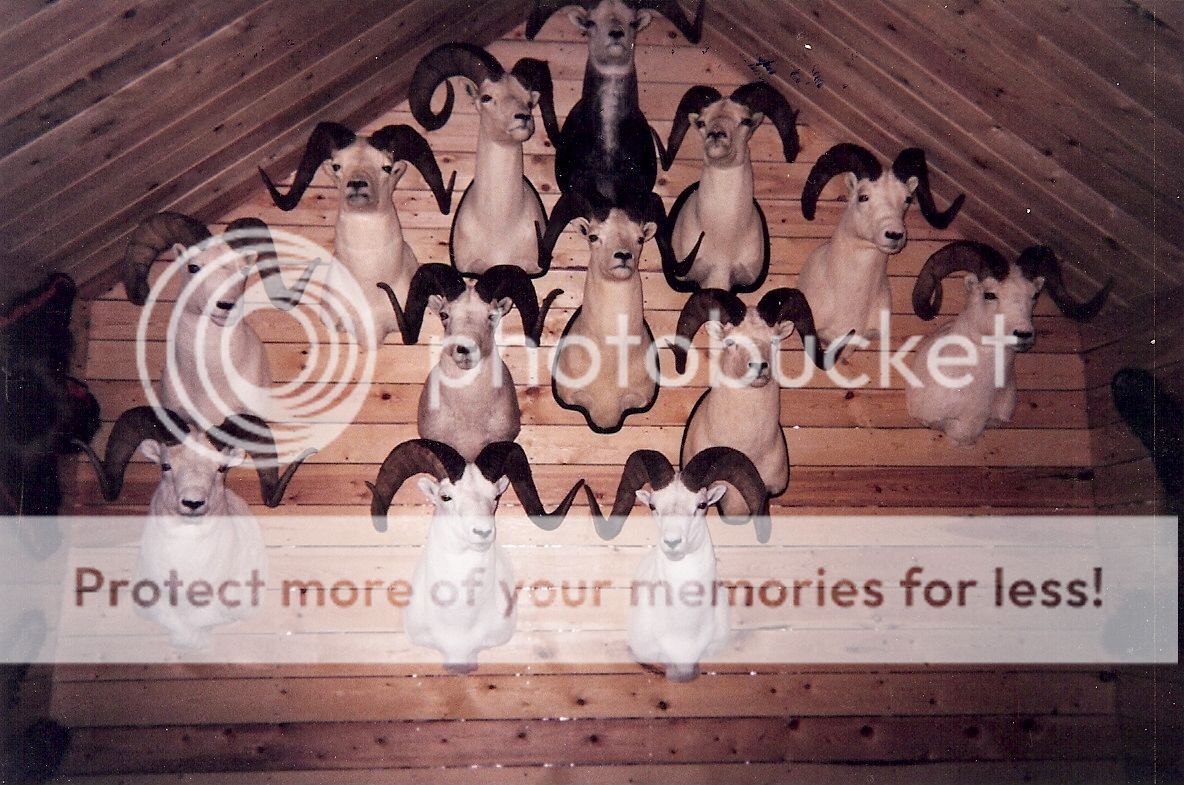 sheep rifles - 24hourcampfire