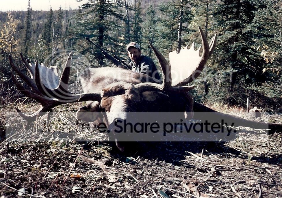 Help with field judging a Moose | Hunt Talk